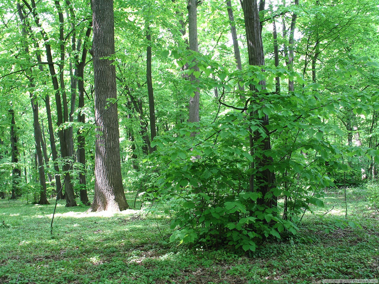 God has created Landscapes